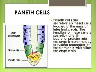 Intestinal anatomy and physiology | PPT