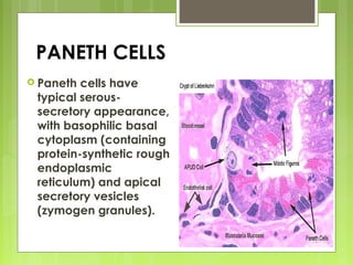 Intestinal anatomy and physiology | PPT