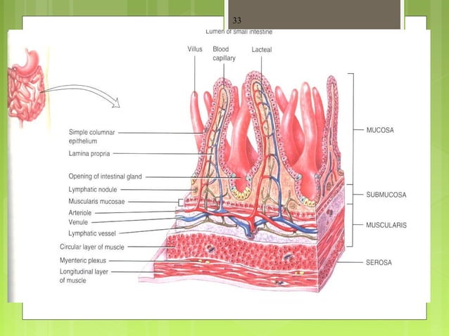 Intestinal anatomy and physiology | PPT | Digestive Disorders ...