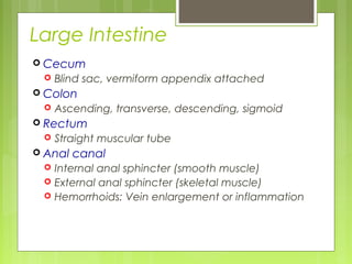 Intestinal anatomy and physiology | PPT