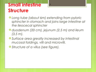 Intestinal anatomy and physiology | PPT