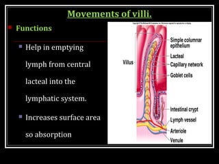 INTESTINE MOTILITY | PPT