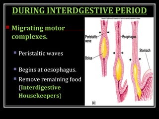 INTESTINE MOTILITY | PPT
