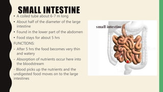 Intestines and liver | PPTX