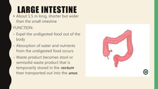 Intestines and liver | PPTX