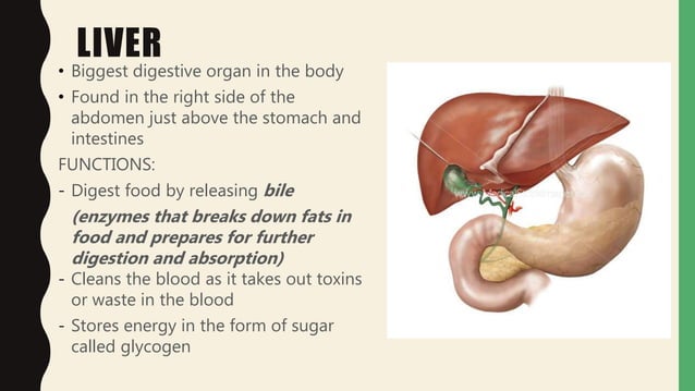 Intestines and liver | PPT