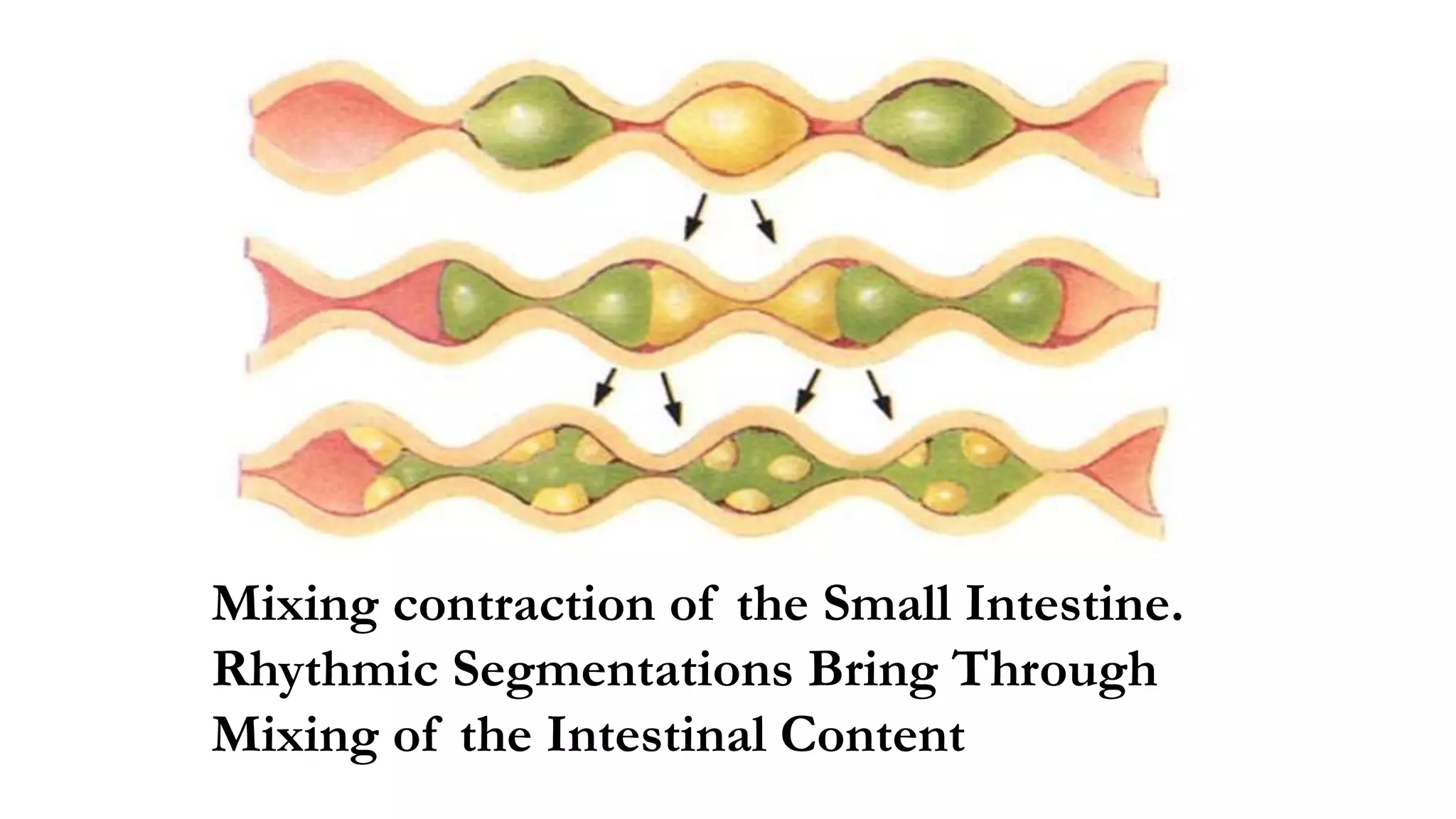 Intestines(movements and secretions of small and large intestines ) The ...