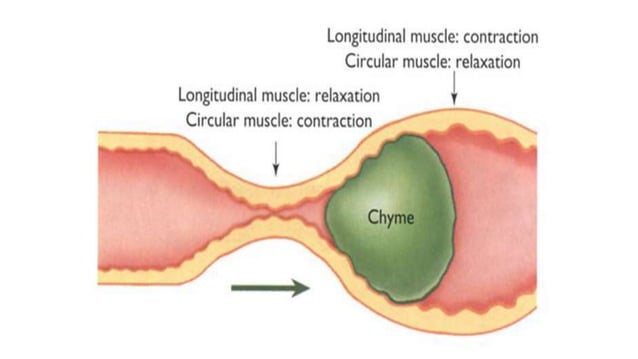 Intestines(movements and secretions of small and large intestines ) The ...