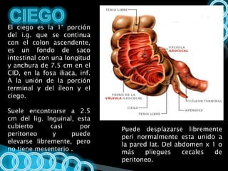 Intestino | PPT