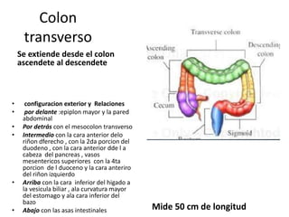 Intestino | PPTX