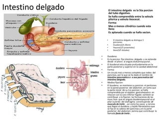 Intestino | PPTX