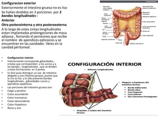 Intestino | PPTX