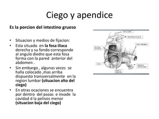 Intestino | PPTX