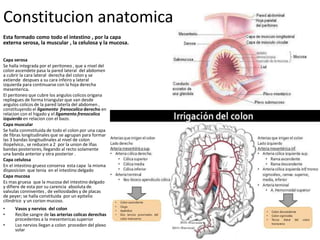 Intestino | PPTX