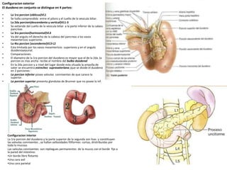 Intestino | PPTX