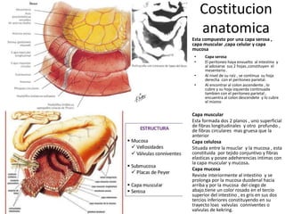 Intestino | PPTX