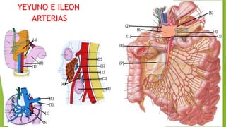 ANATOMIA Y AEMBRIOLOGIA DEL INTESTINO DELGADO | PPTX
