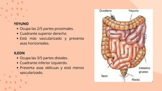 intestino delgado, que es, funcion, sistema y conectores | PDF