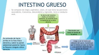Intestino grueso | PPTX