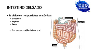 intestino (1).pdf