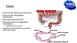 intestino (1).pdf