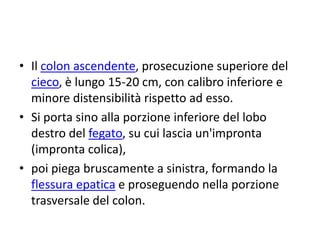Intestino crasso o colon | PPTX