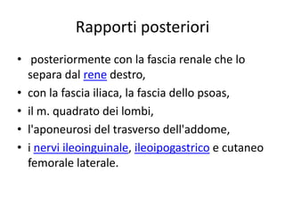 Intestino crasso o colon | PPTX
