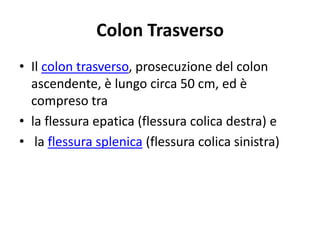 Intestino crasso o colon | PPTX