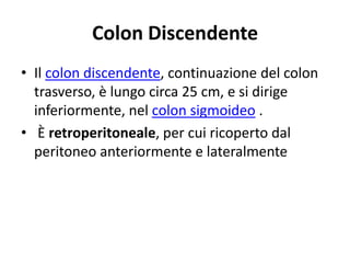 Intestino crasso o colon | PPTX