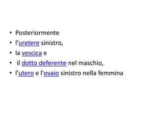 Intestino crasso o colon | PPTX