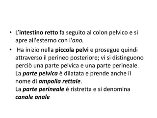 Intestino crasso o colon | PPTX