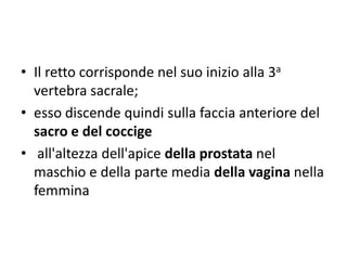 Intestino crasso o colon | PPTX