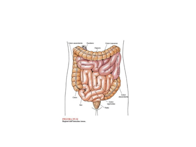 Intestino crasso o colon | PPTX