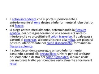 Intestino crasso o colon | PPTX