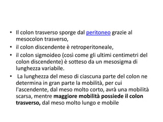 Intestino crasso o colon | PPTX