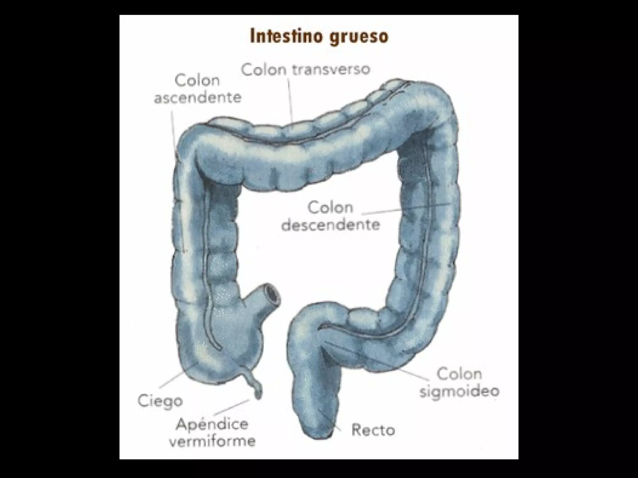 Intestino Crasso Presentazione | PPT