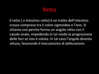 Intestino Crasso Presentazione | PPT