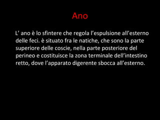 Intestino Crasso Presentazione | PPT