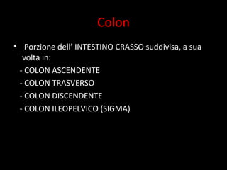 Intestino Crasso Presentazione | PPT