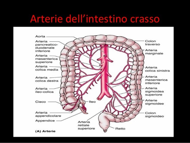 Intestino Crasso Presentazione