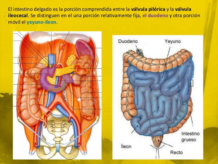 Intestino delgado