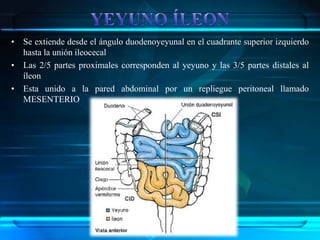 Intestino delgado | PPTX