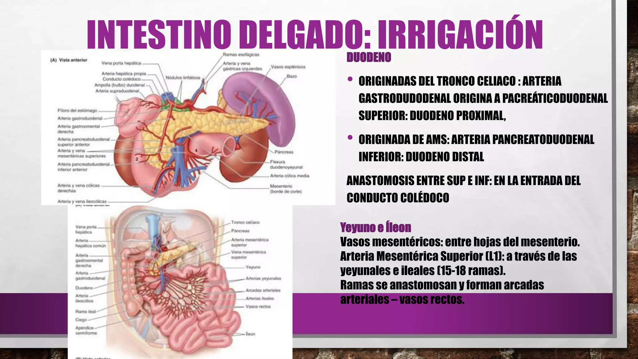 Patología de intestino delgado | PPT