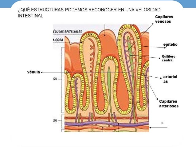 Intestino delgado
