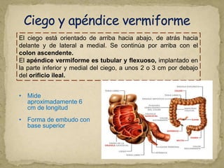 Intestino delgado | PPTX