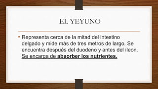 Intestino delgado | PPTX