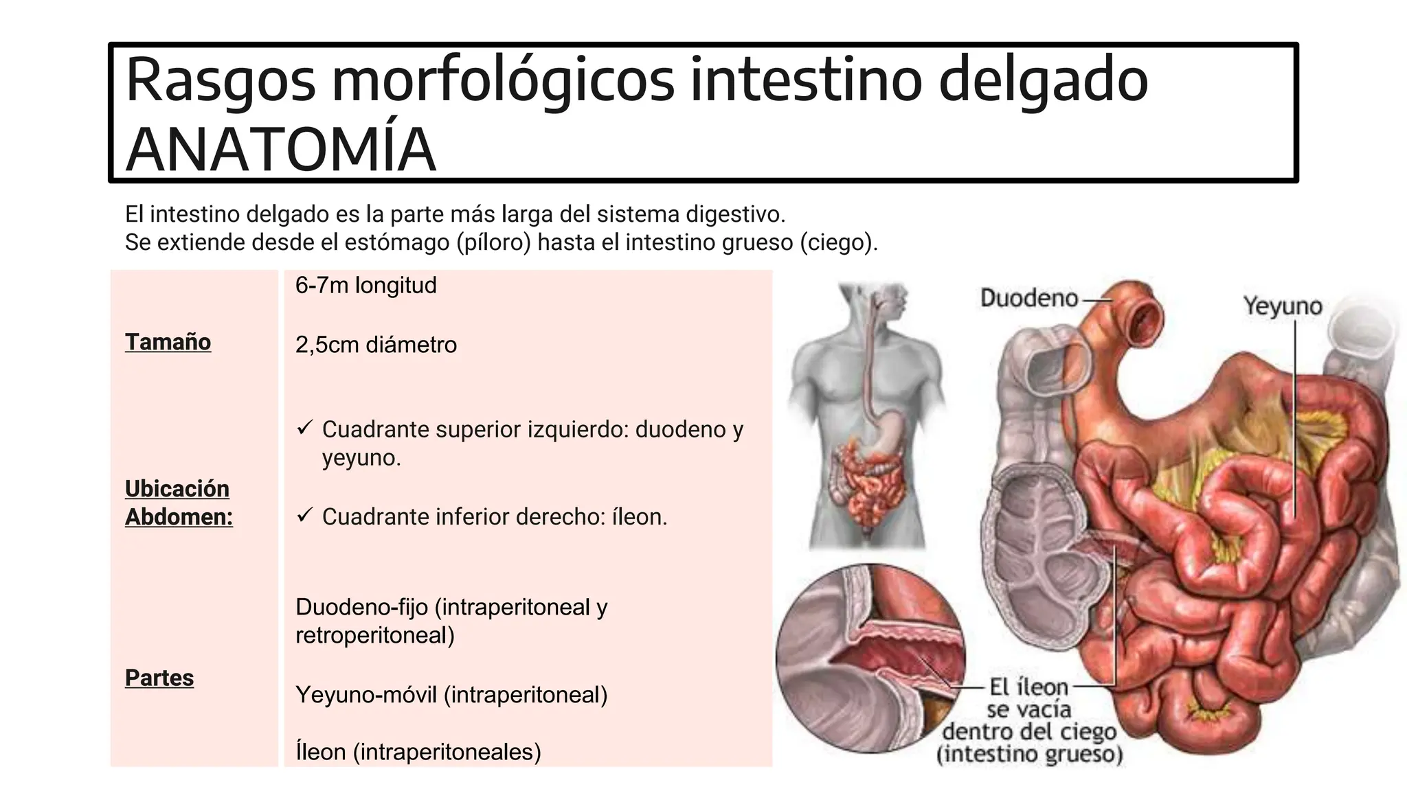 Intestino delgadoa anatomía básica .pptx