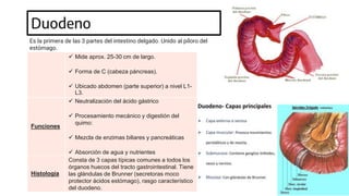 Intestino delgadoa anatomía básica .pptx