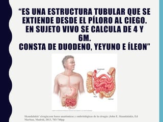 Anatomía y fisiología del interstino delgado, bases quirúrgicas | PPTX