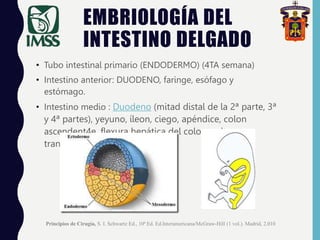 Anatomía y fisiología del interstino delgado, bases quirúrgicas | PPTX